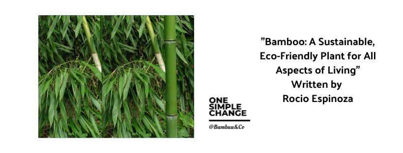 Bamboo: A Sustainable, Eco-Friendly Plant for All Aspects of Living ...